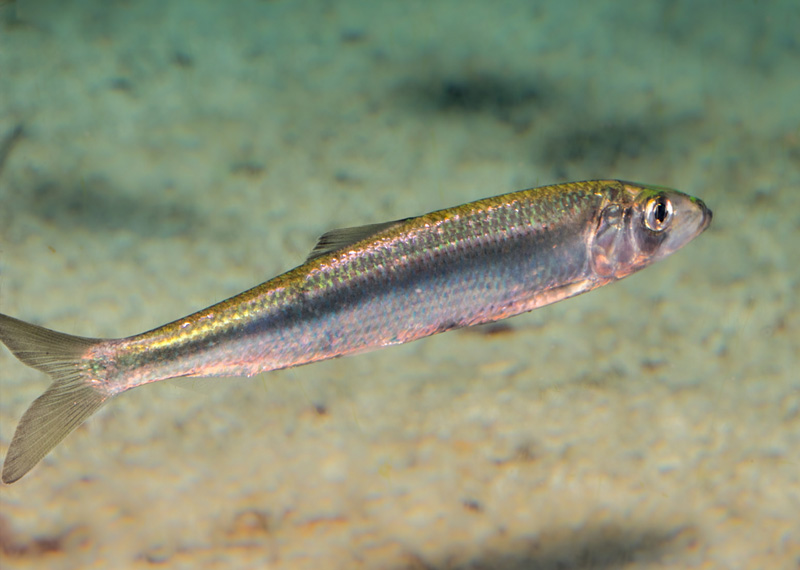 NordseeLIFE: Erlebe die Faszination Nordsee in 360 Grad!